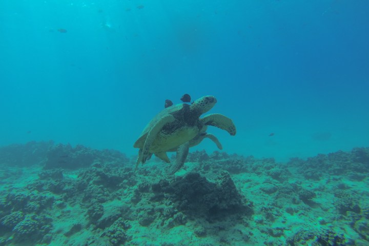 Oahu Turtle Snorkeling - Waikiki, Honolulu | Moana Sailing Company