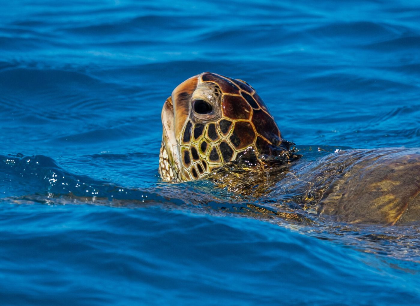 #1 Honolulu Sea Turtle Snorkel Boat Tour | Premium On Board Bar